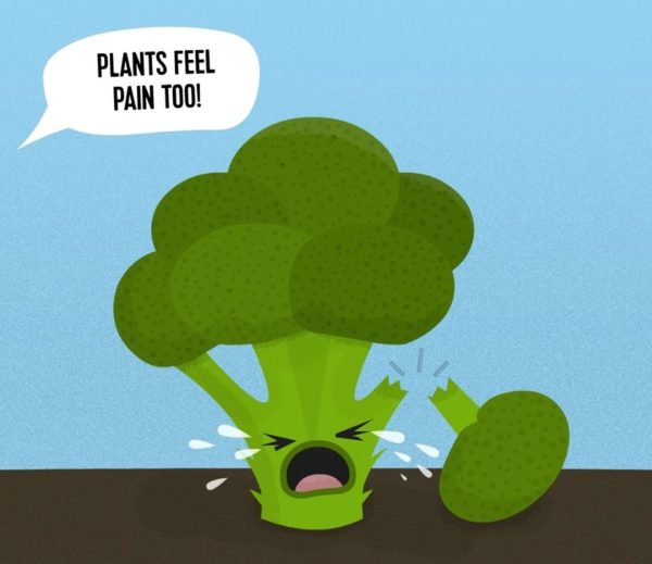 The Secret Life Of Tree Plants - Can Plants Feel Pain? - Wood Wide Web