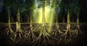 The Secret Life Of Tree Plants - Can Plants Feel Pain? - Wood Wide Web