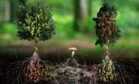 The Secret Life Of Tree Plants - Can Plants Feel Pain? - Wood Wide Web