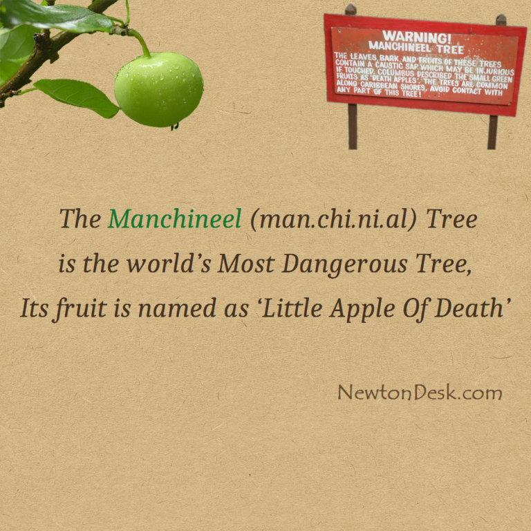 The Manchineel Tree - The Little Apple Of Death - Nature Facts