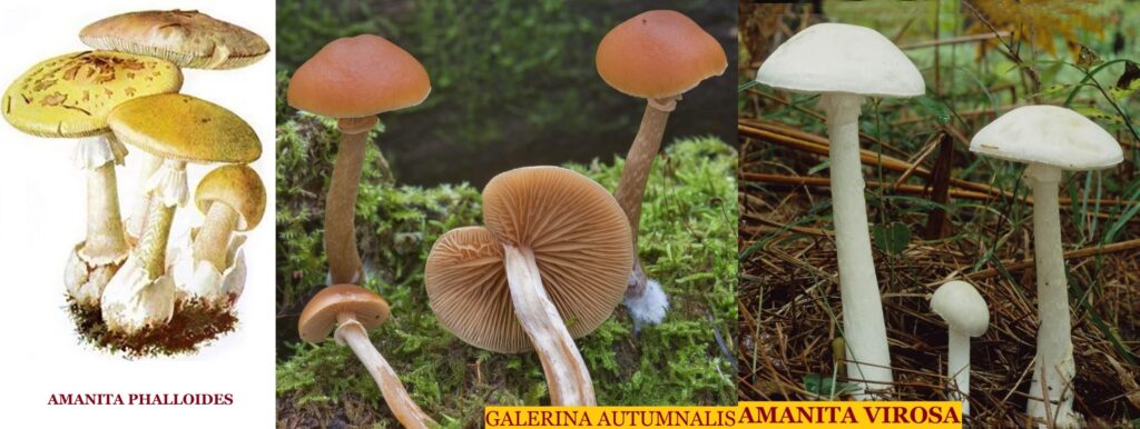 Top 10 Most Deadly Poisons of The World For Mankind - Top Ten Lists