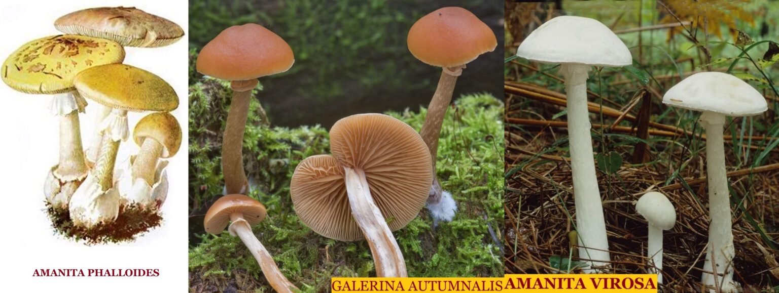 Top 10 Most Deadly Poisons of The World For Mankind - Top Ten Lists