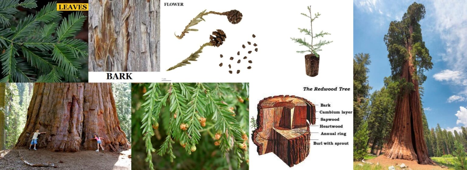 Top 10 Tallest / Highest Trees In The World - US or California