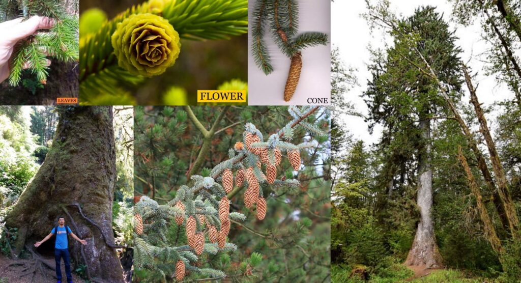 Top 10 Tallest / Highest Trees In The World - US or California