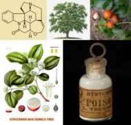 Top 10 Most Deadly Poisons of The World For Mankind - Top Ten Lists