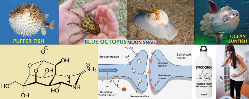 Top 10 Most Deadly Poisons of The World For Mankind - Top Ten Lists