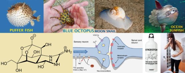 Top 10 Most Deadly Poisons of The World For Mankind - Top Ten Lists