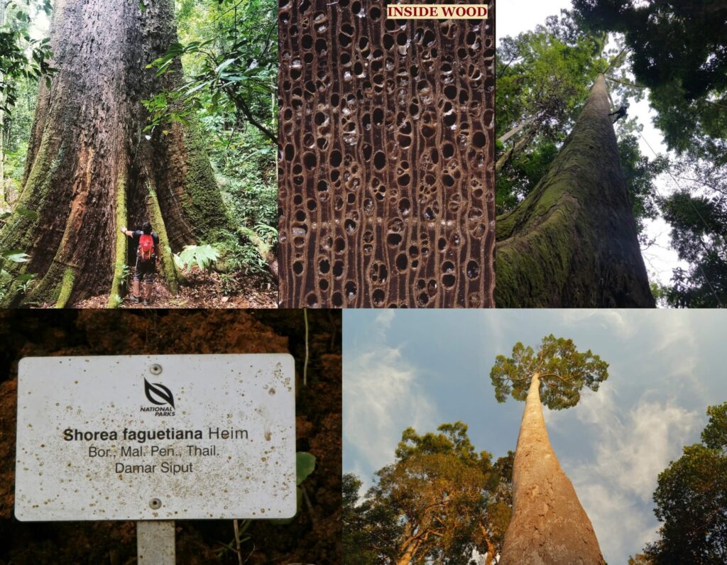 Top 10 Tallest / Highest Trees In The World - US or California