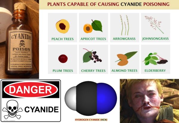 Top 10 Most Deadly Poisons of The World For Mankind - Top Ten Lists