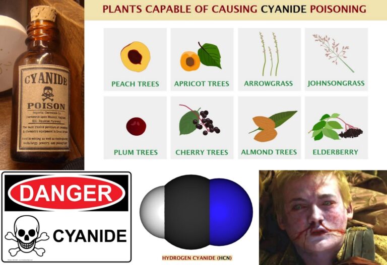 Top 10 Most Deadly Poisons of The World For Mankind - Top Ten Lists
