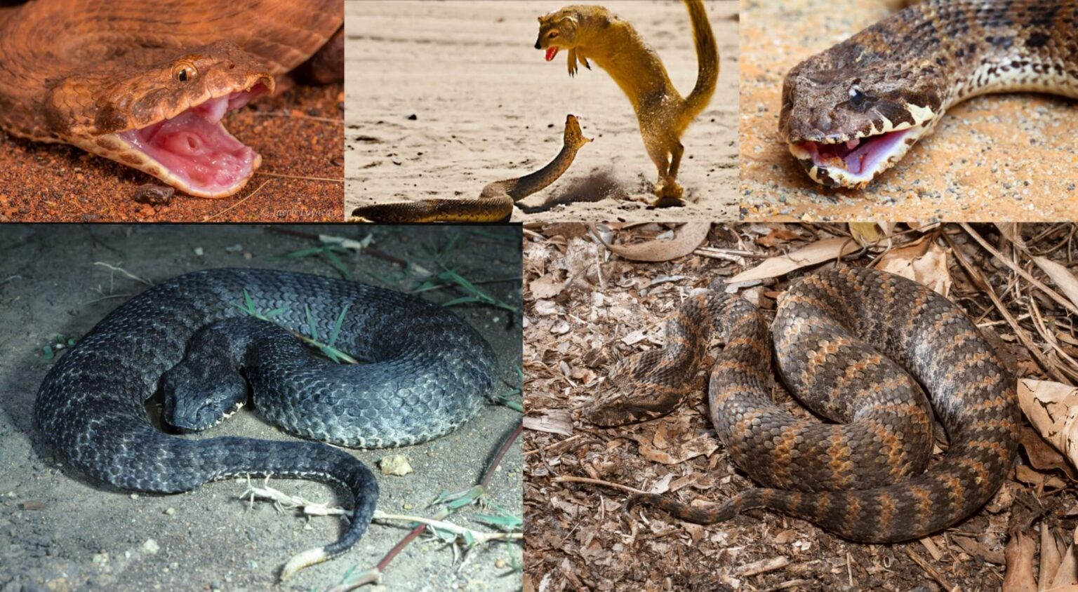 Top 10 Most Dangerous or Venomous Snakes of The World - List