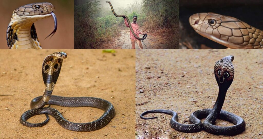 Top 10 Most Dangerous or Venomous Snakes of The World - List