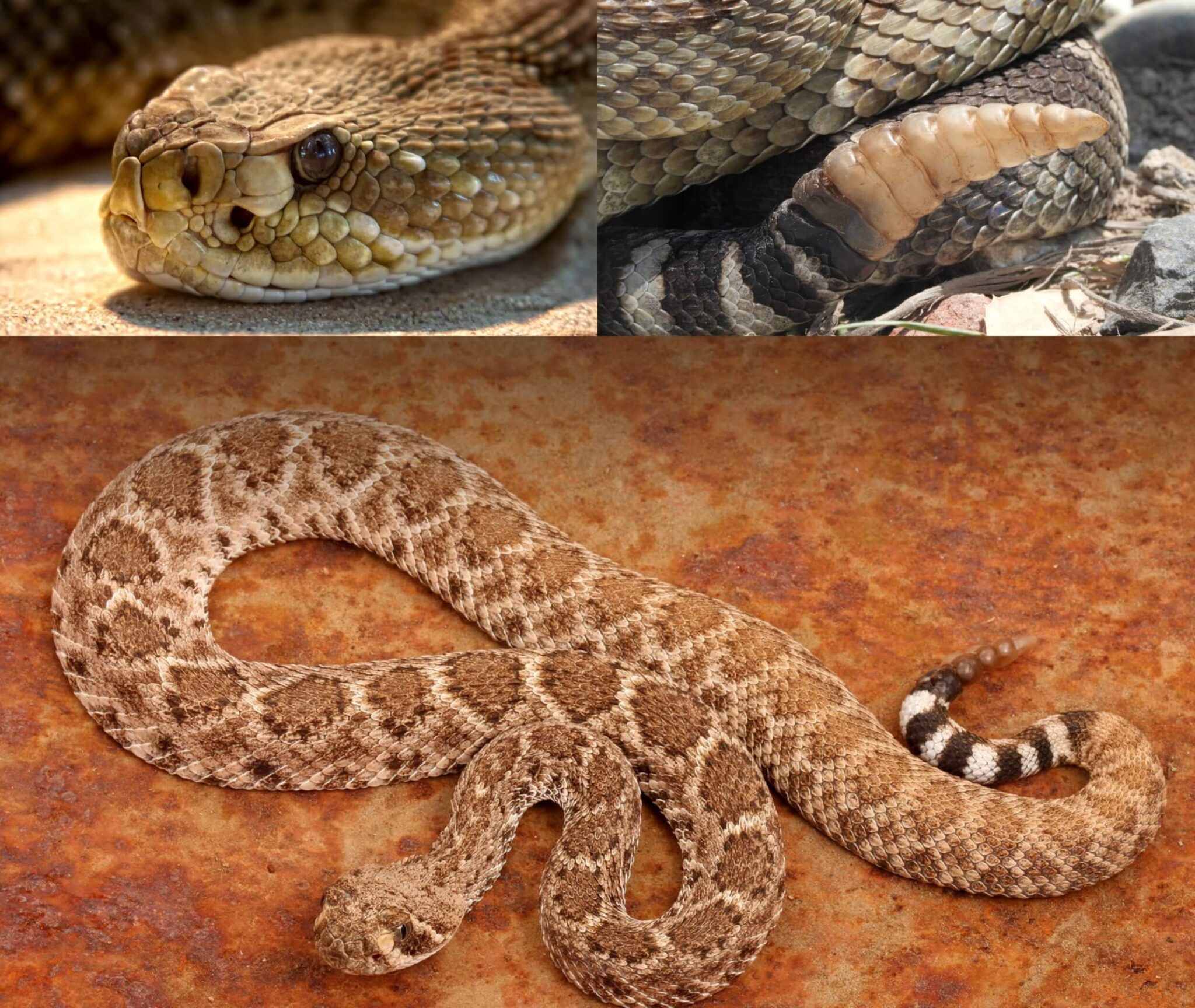 Top 10 Most Dangerous or Venomous Snakes of The World - List