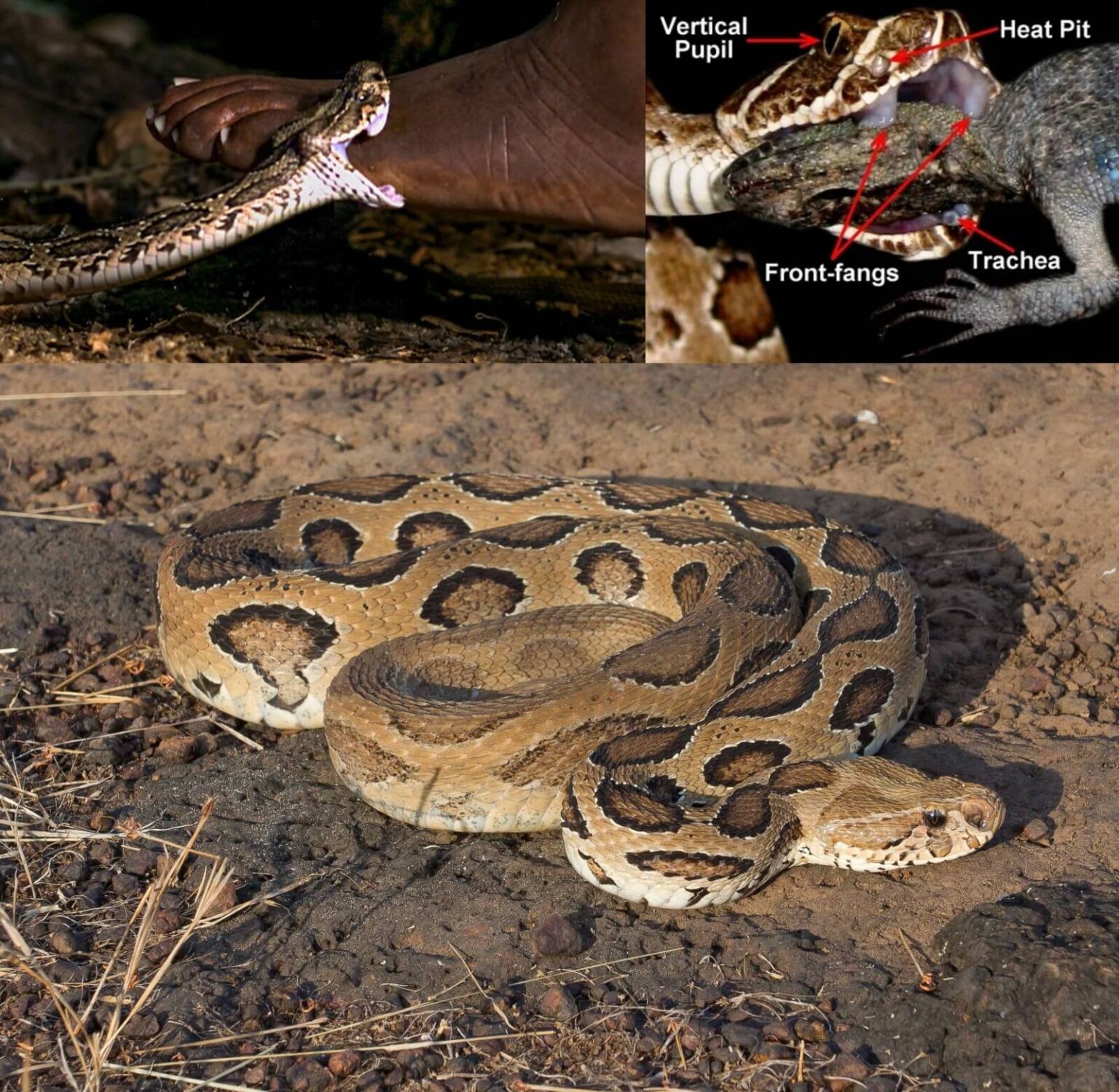 Top 10 Most Dangerous or Venomous Snakes of The World - List