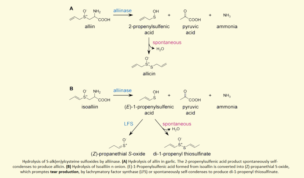 Why Do Onions Make You Cry and How To Prevent It? - Scientific Explain