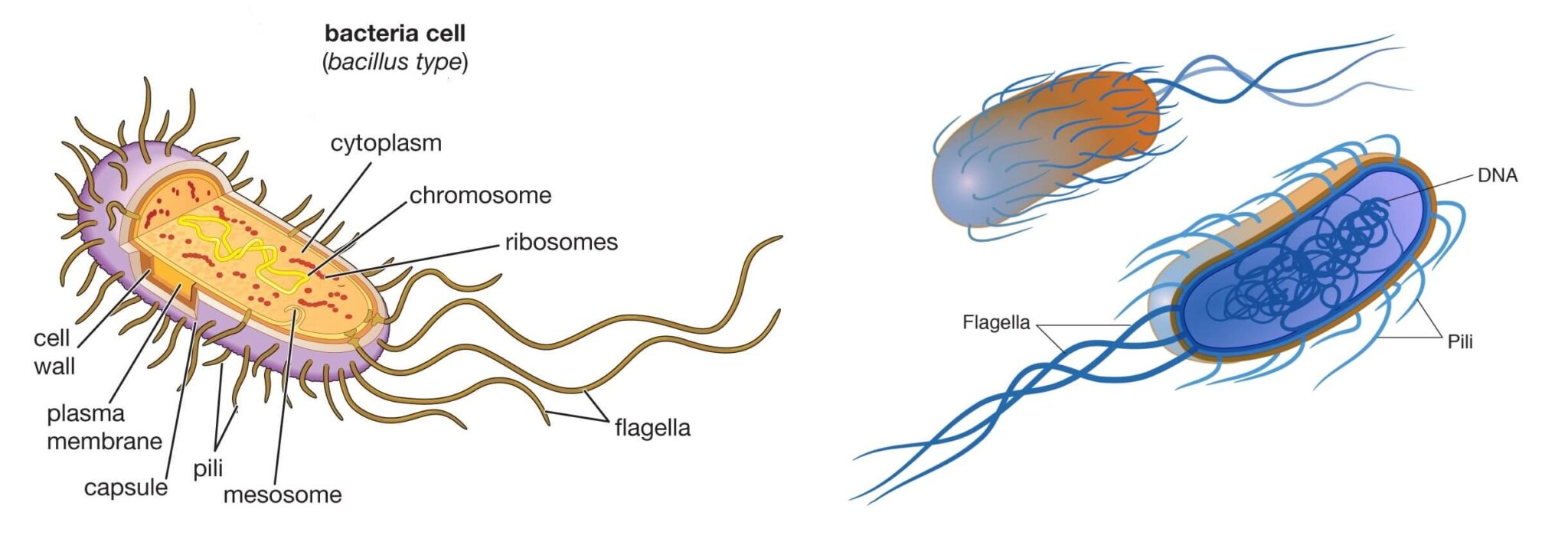Why Bacteria and Fungi are called Decomposers? - Food Chain and Web