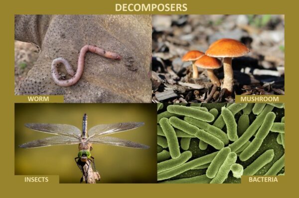 Why Bacteria and Fungi are called Decomposers? - Food Chain and Web