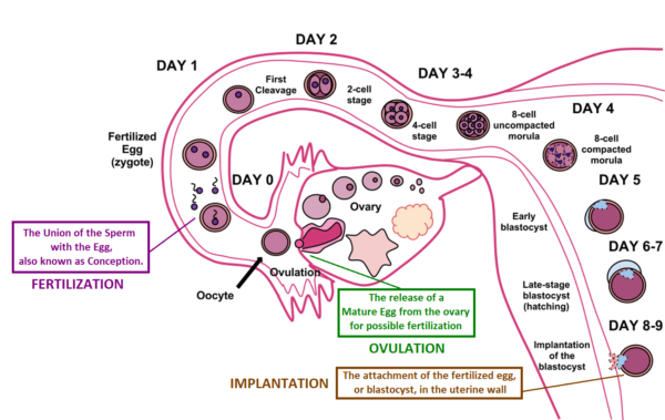 How A Baby (Fetal) Development In First Second & Third Trimester?