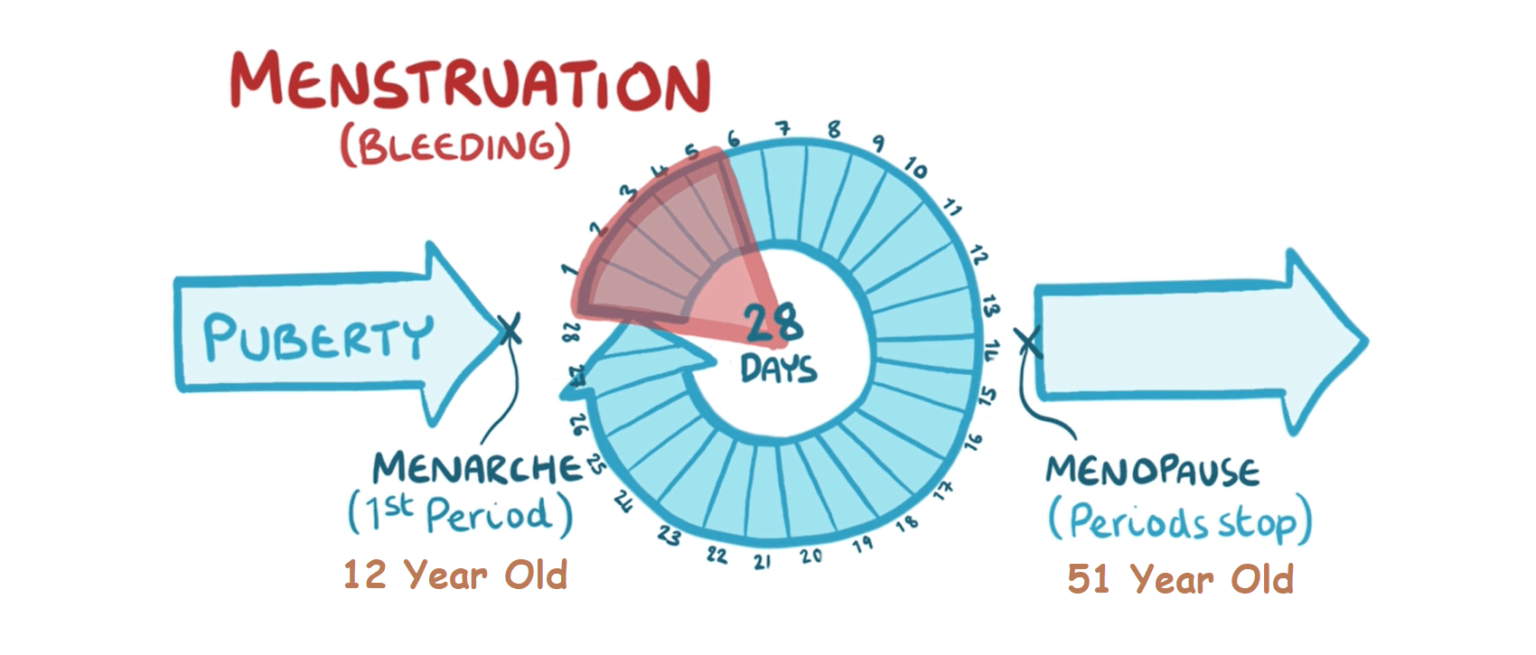 Why Is Menstruation Important For A Woman? - Menstrual Cup & PMS
