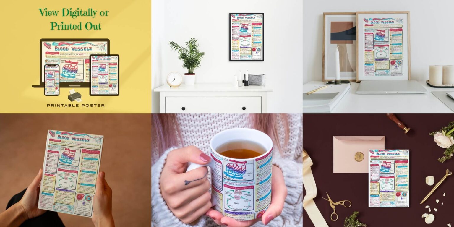 Human Blood Vessels Infographic (Handmade) Image - Biology Sc.